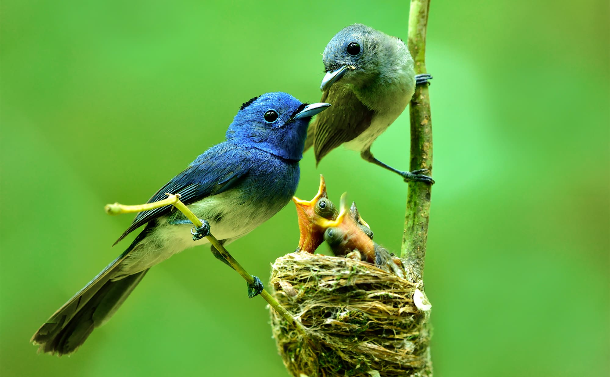 Parental Care: How Birds Raise Their Young - Podcast Episode